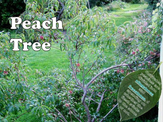 Trees (Part 2): Fruit Trees | PPTX | Food & Drink