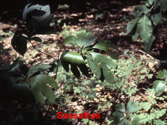 Trees and shrubs | PPT