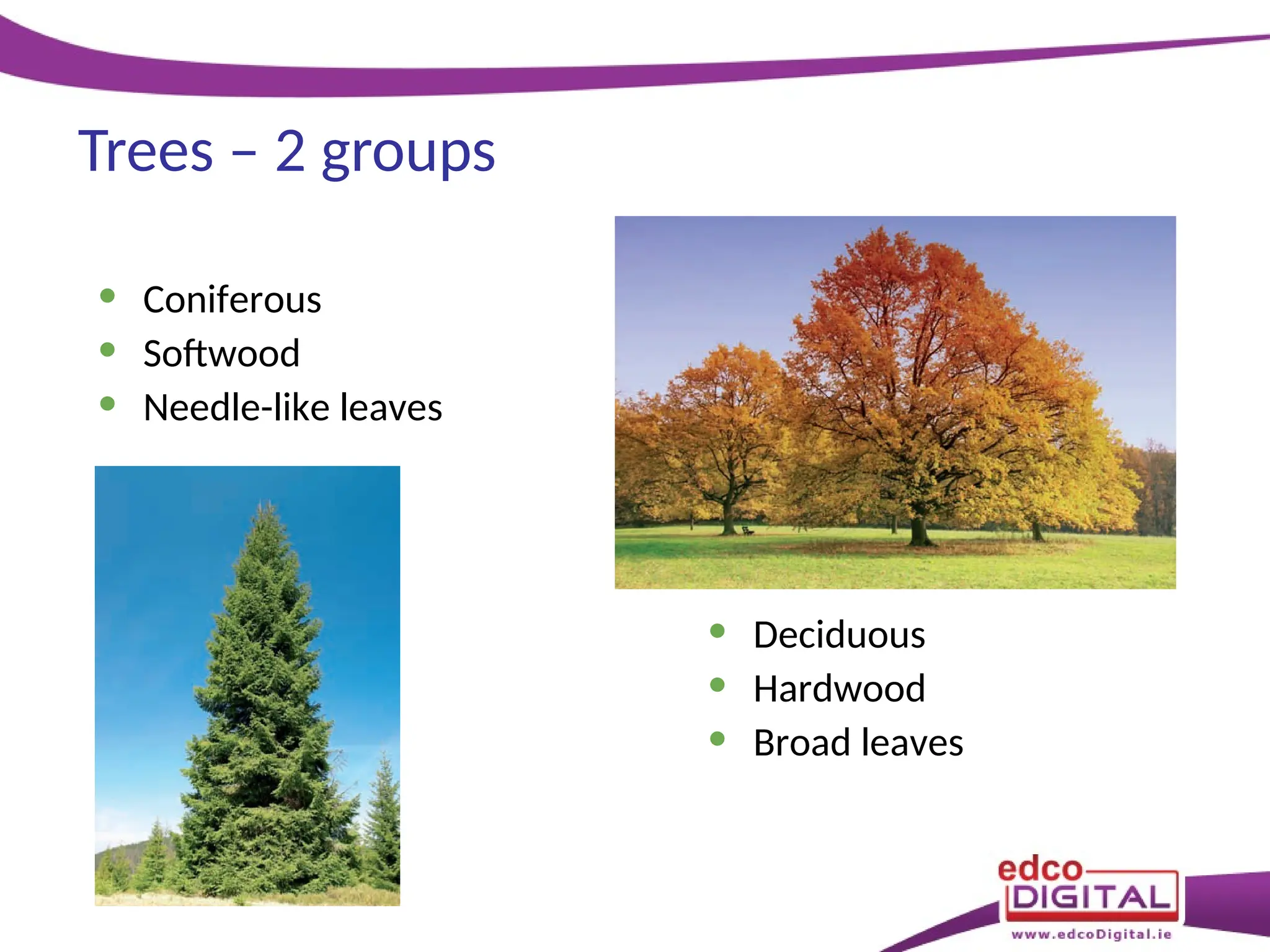 Trees and types and describe in Indian clinate | PPT