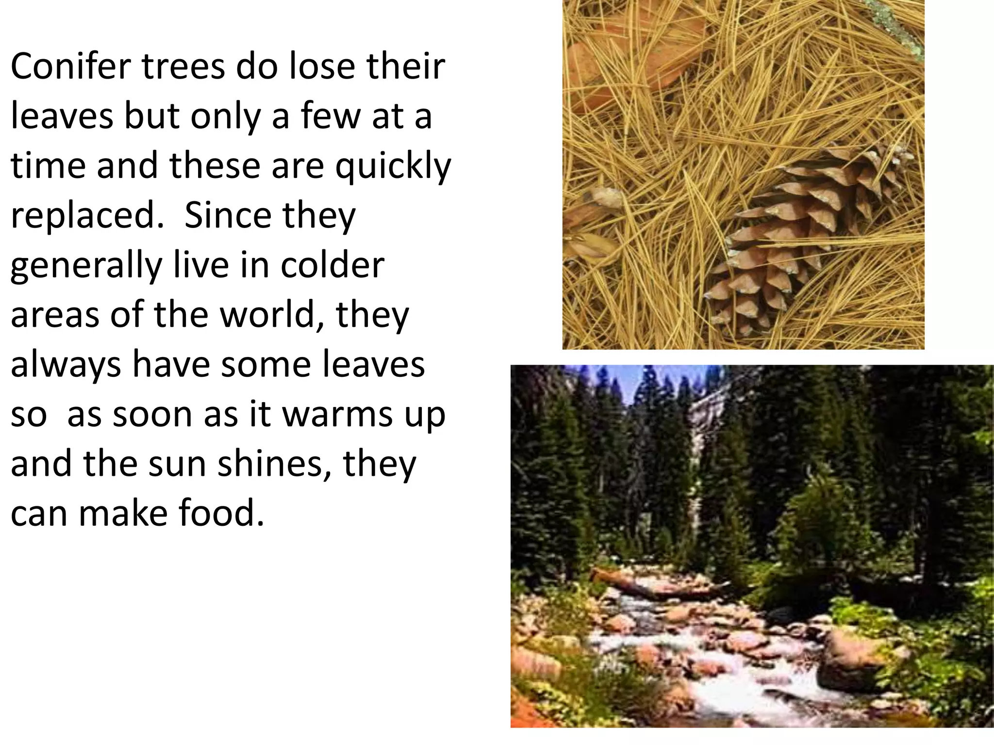 Trees, deciduous and coniferous (teach) | PPTX