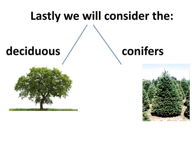 Trees, deciduous and coniferous (teach) | PPTX | Gardening | Home & Garden