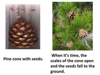 Trees, deciduous and coniferous (teach) | PPTX