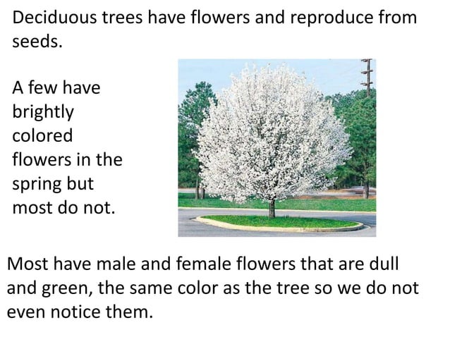 Trees, deciduous and coniferous (teach) | PPTX | Gardening | Home & Garden