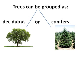 Trees, deciduous and coniferous (teach) | PPTX