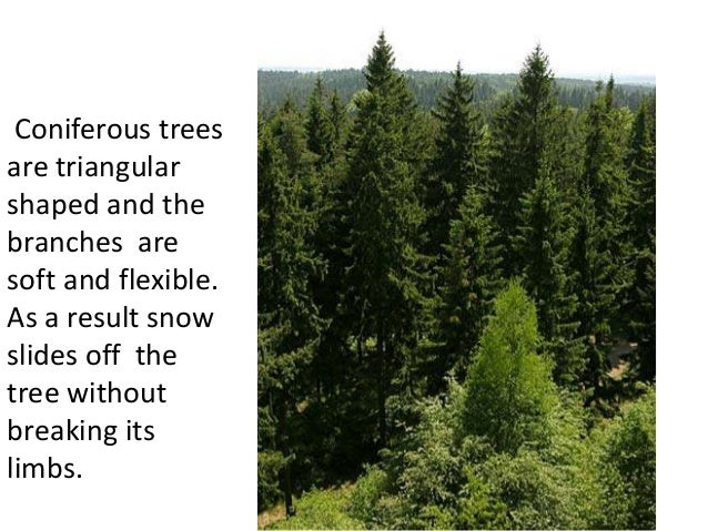 Trees, deciduous and coniferous (teach)