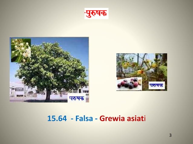 Trees depicted in mayamatam | PPT