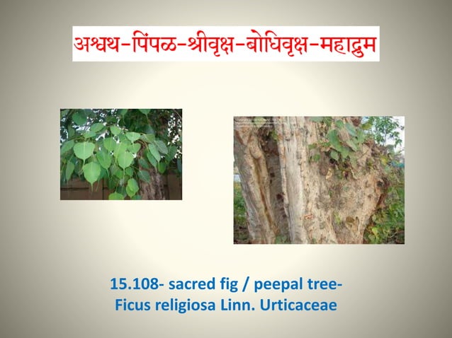 Trees depicted in mayamatam | PPT
