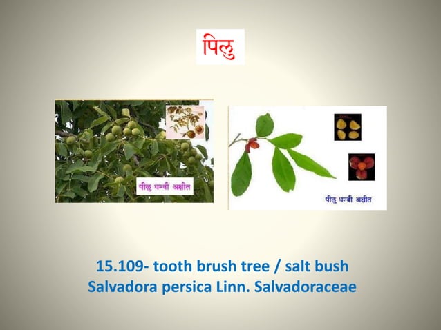 Trees depicted in mayamatam | PPT