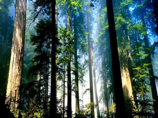 Trees for tomorrow | PPSX