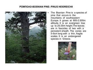 Trees from western macedonia , greece | ODP