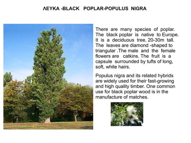 Trees from western macedonia , greece | PPT