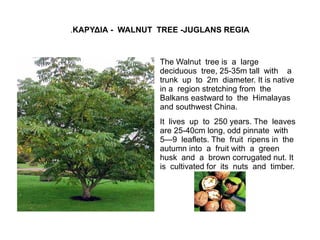 Trees from western macedonia , greece | ODP