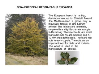 Trees from western macedonia , greece | ODP