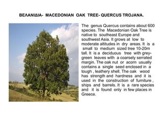 Trees from western macedonia , greece | ODP