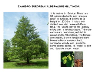 Trees from western macedonia , greece | ODP