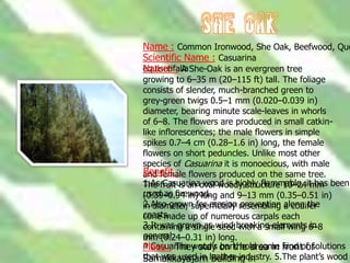 Trees in our school | PPT