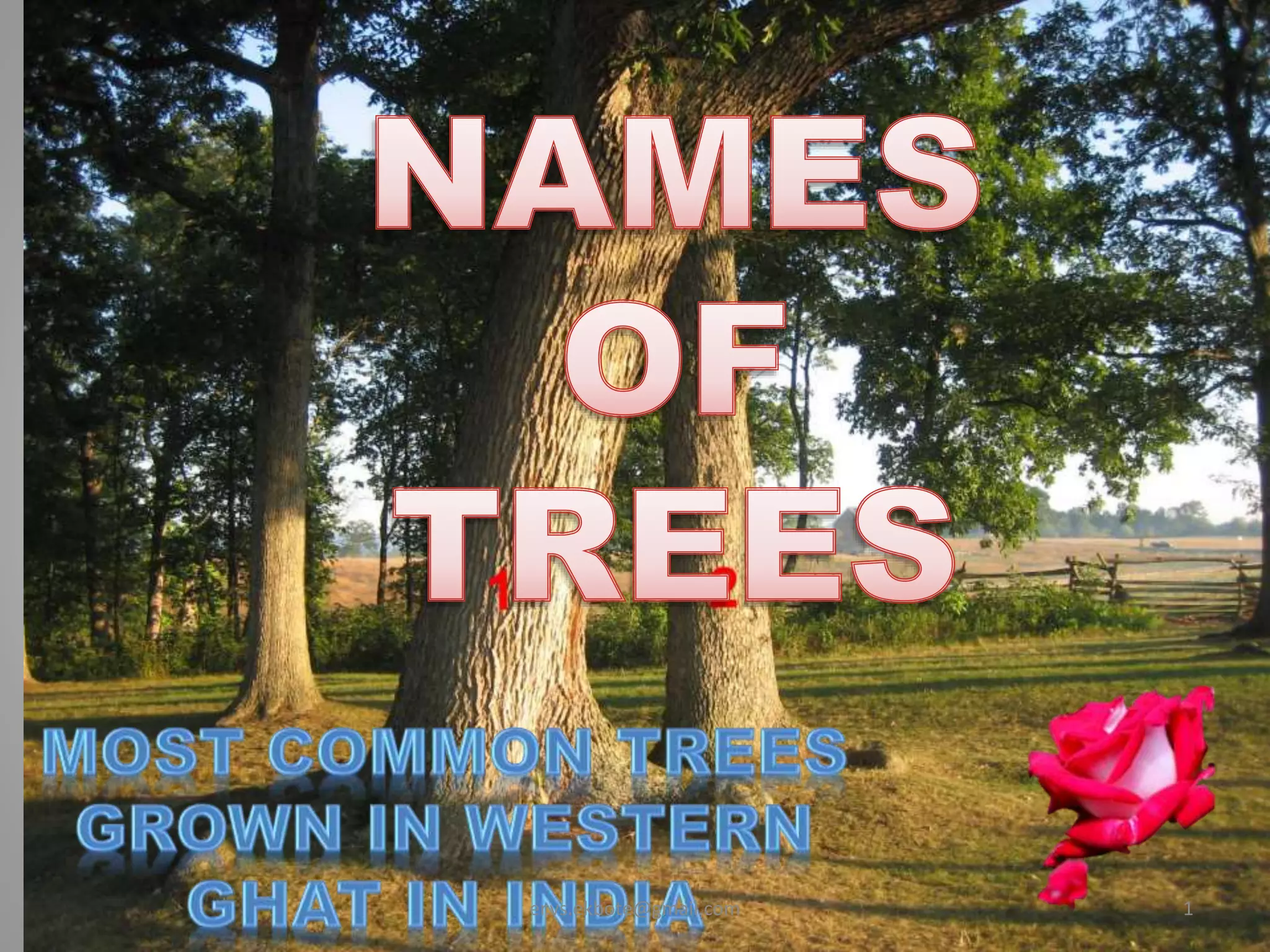 Know your Trees Name | PPTX