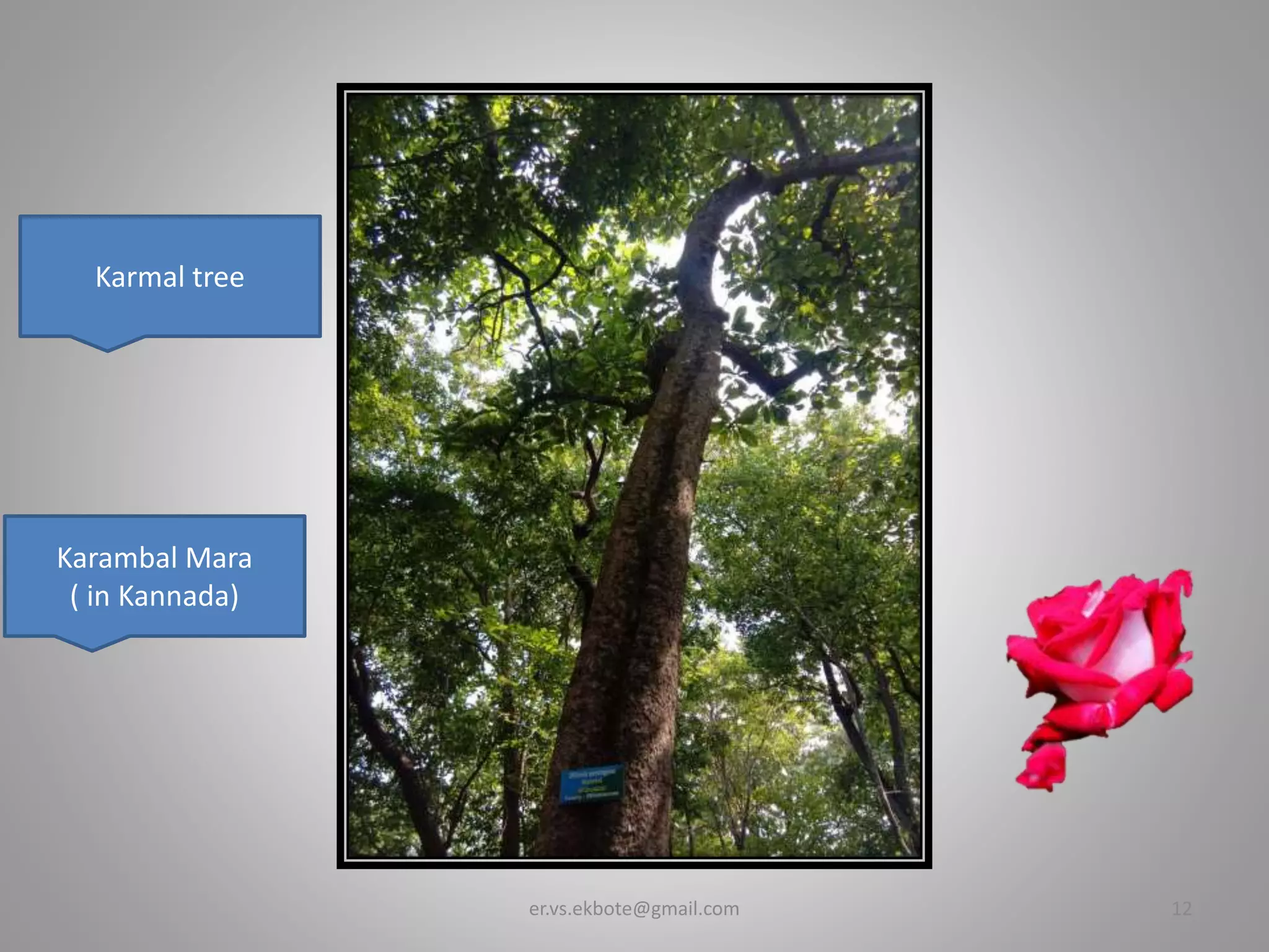 Know your Trees Name | PPTX