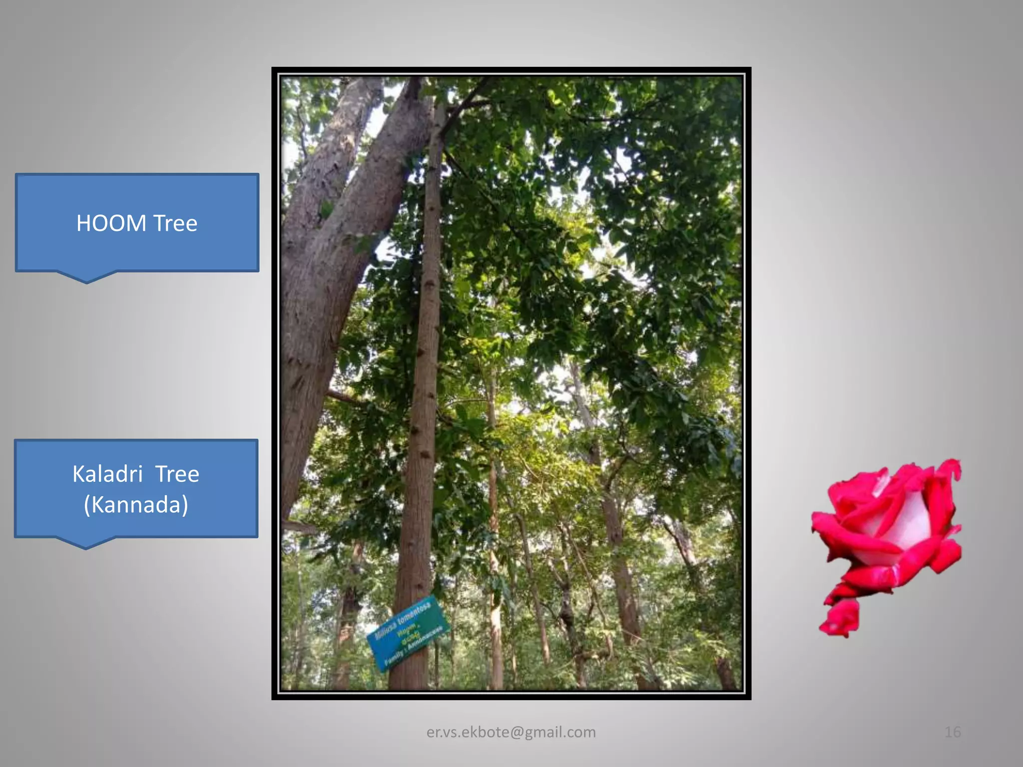 Know your Trees Name | PPTX