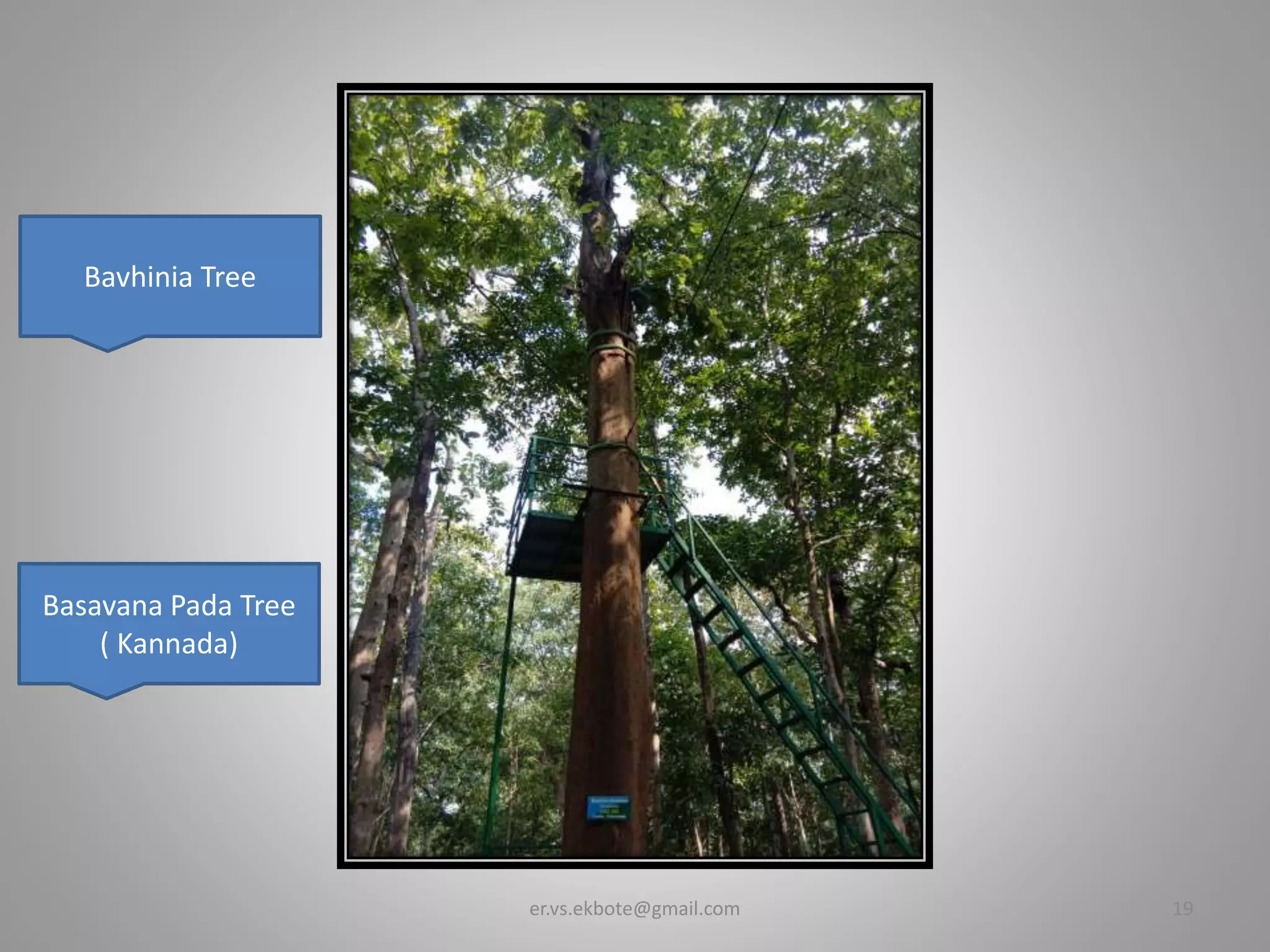 Know your Trees Name | PPTX