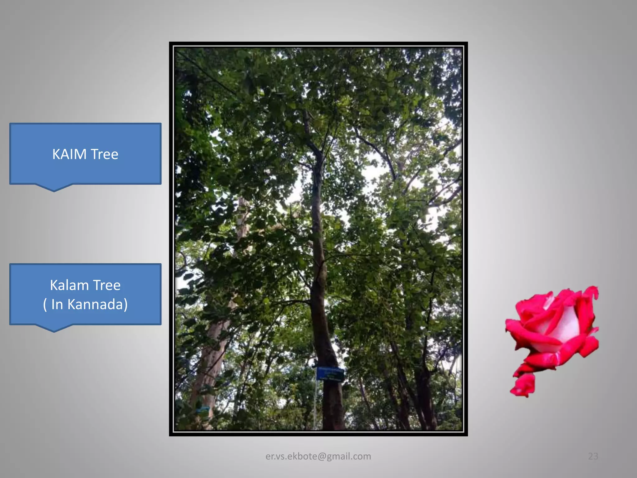 Know your Trees Name | PPTX