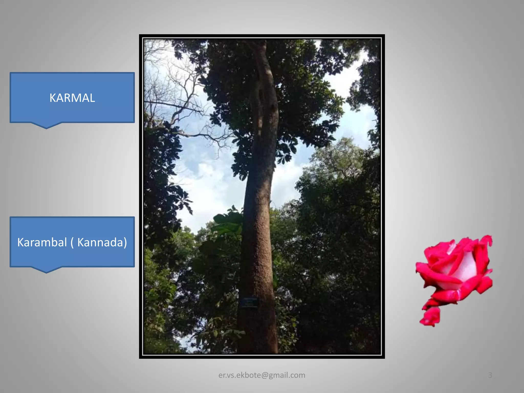 Know your Trees Name | PPTX