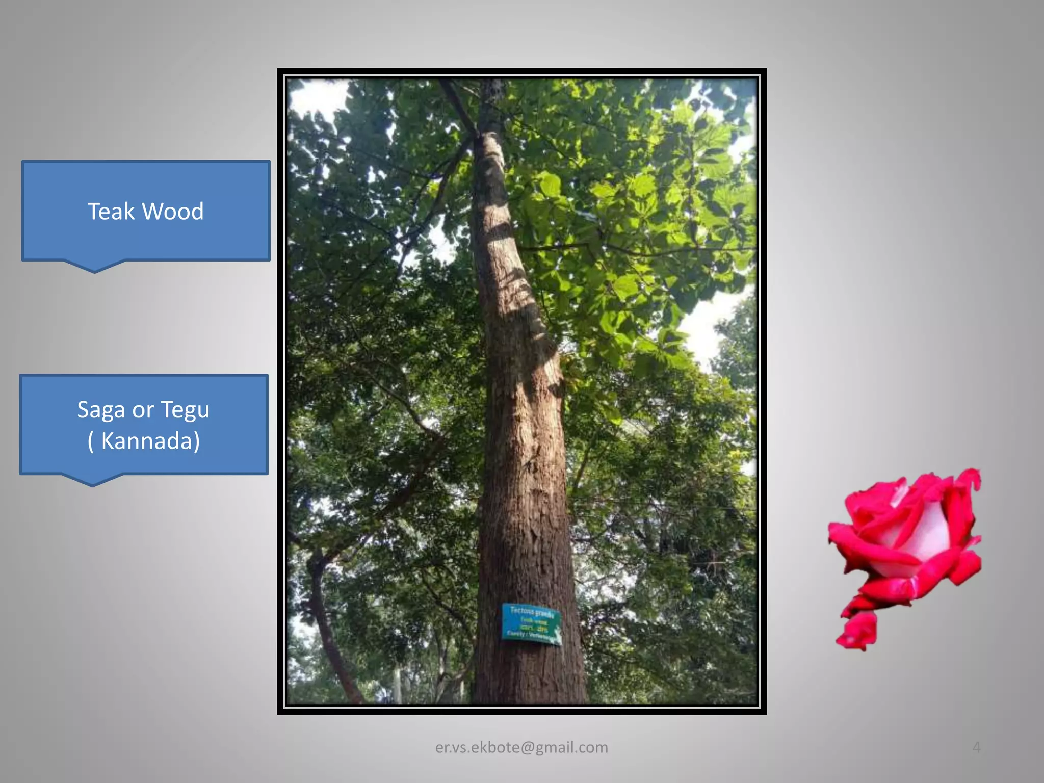 Know your Trees Name | PPTX