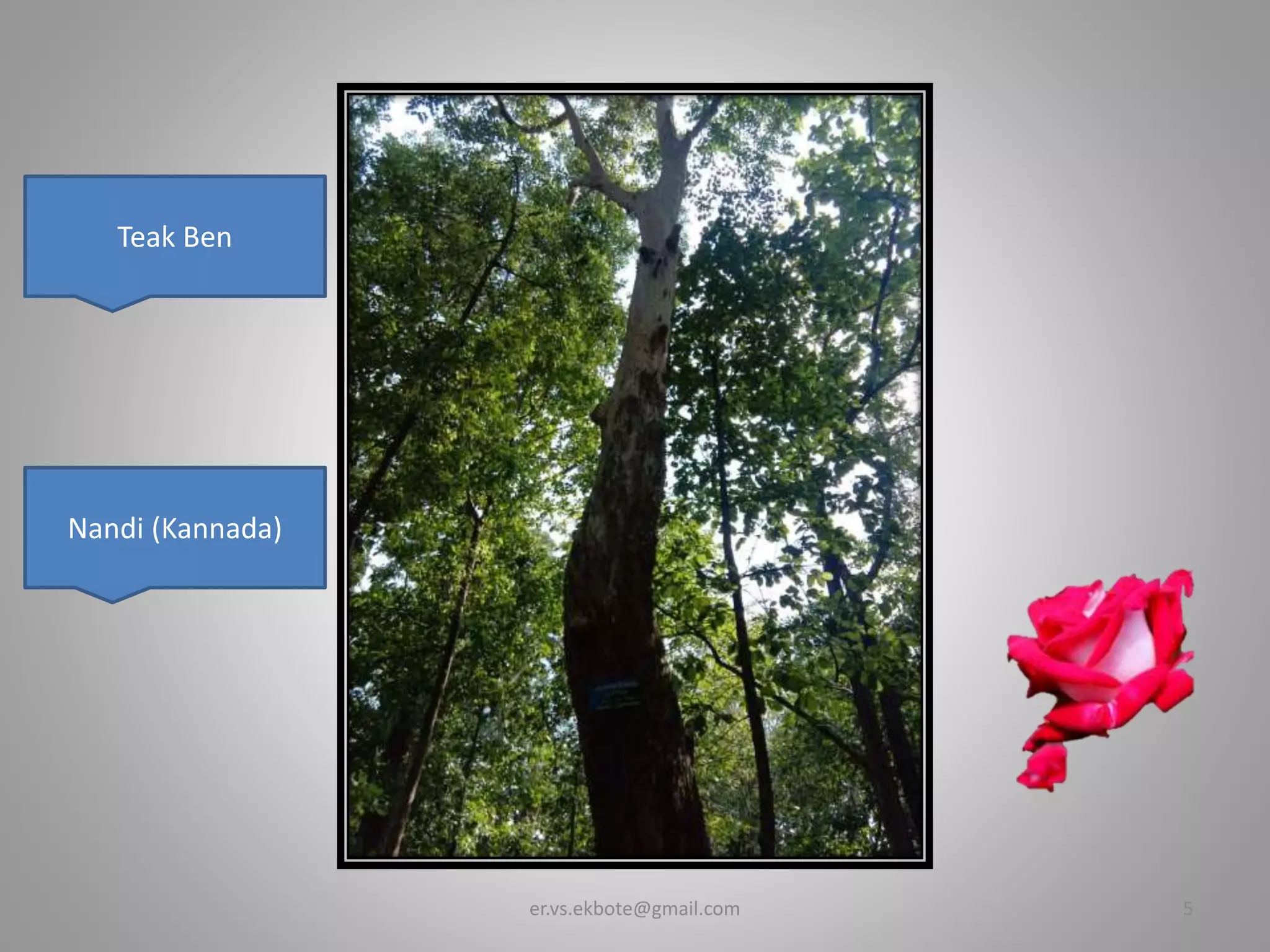 Know your Trees Name | PPTX