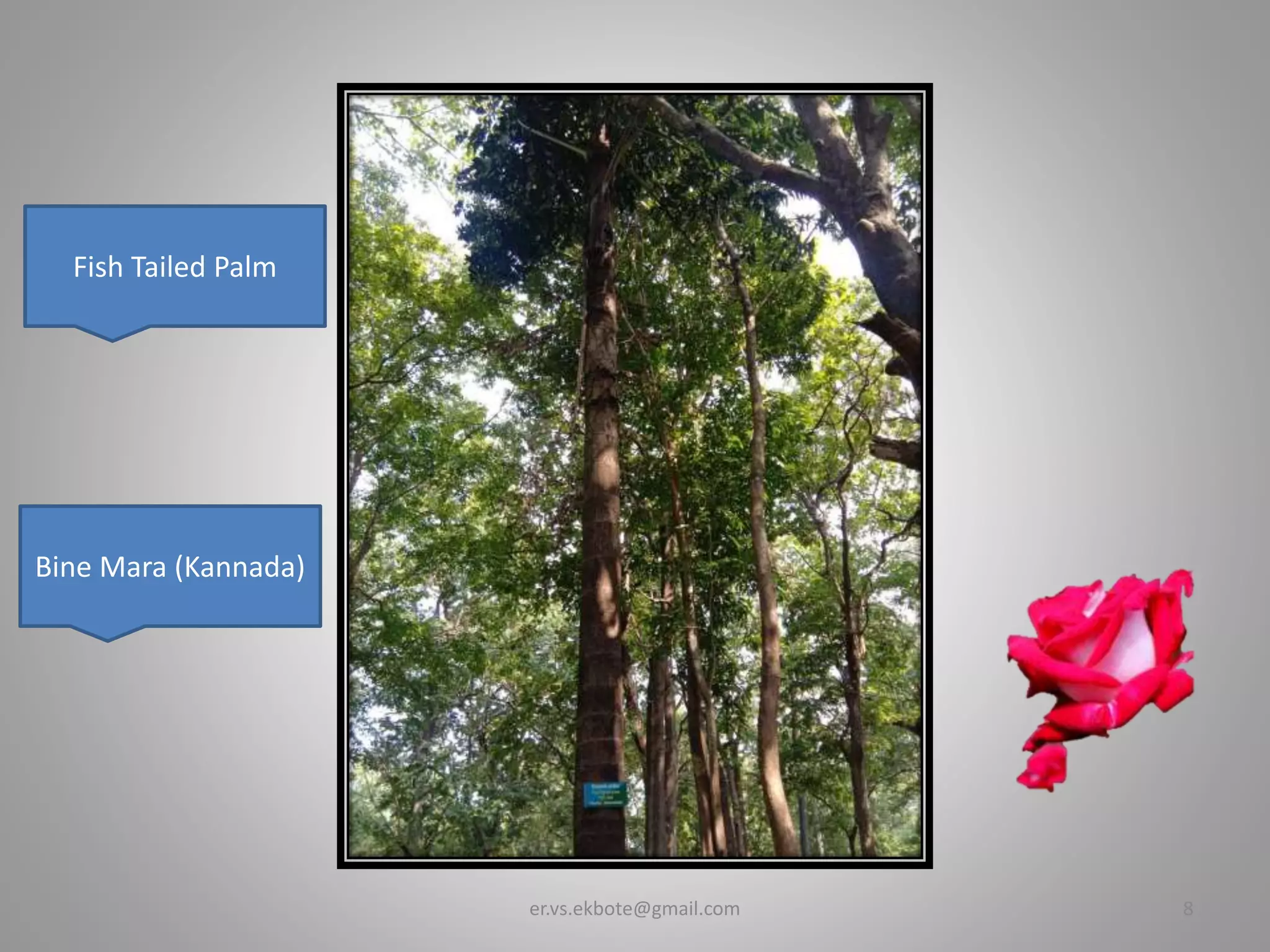 Know your Trees Name | PPTX