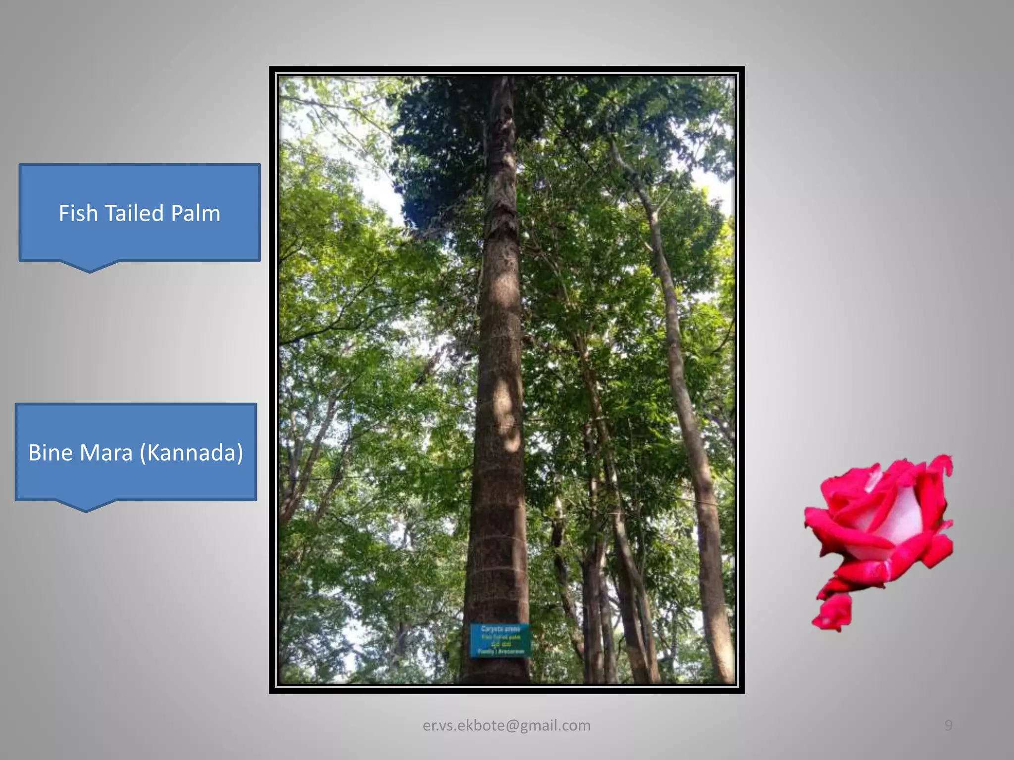 Know your Trees Name | PPTX