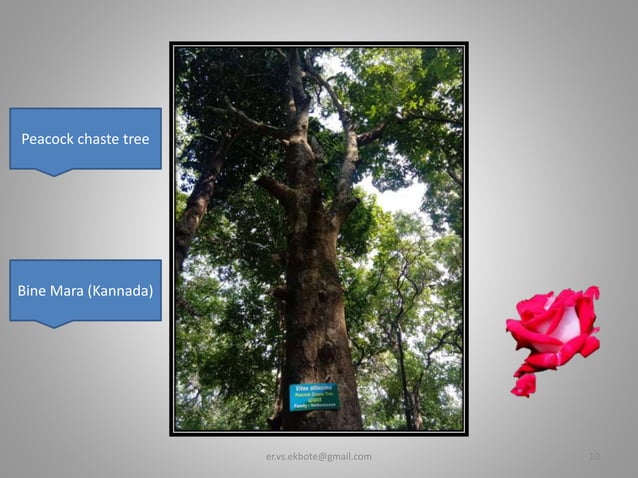 Know your Trees Name | PPTX