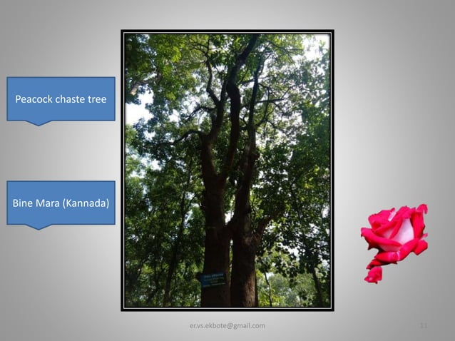 Know your Trees Name | PPTX