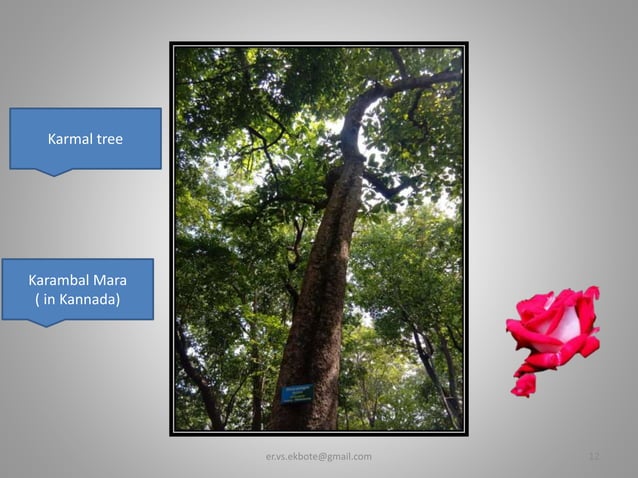 Know your Trees Name | PPTX