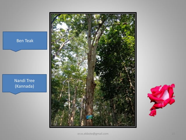 Know your Trees Name | PPTX