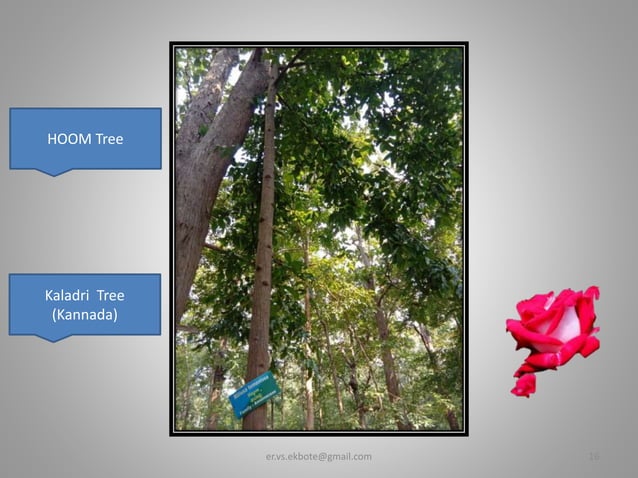 Know your Trees Name | PPTX