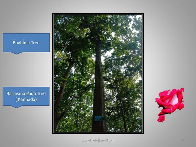 Know your Trees Name | PPTX