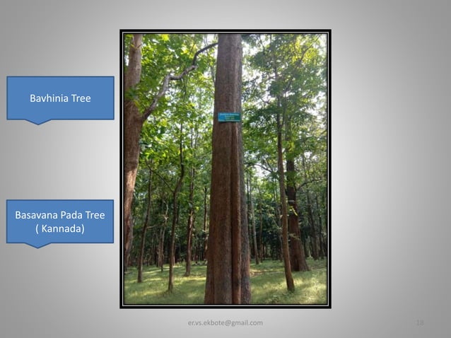 Know your Trees Name | PPTX