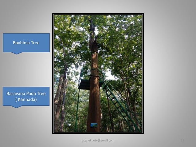 Know your Trees Name | PPTX