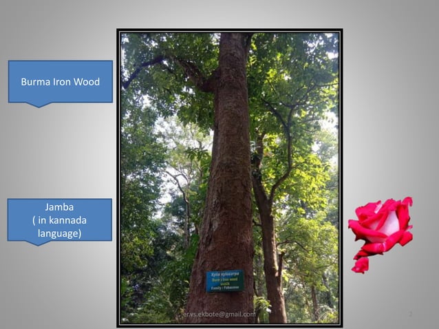 Know your Trees Name | PPTX