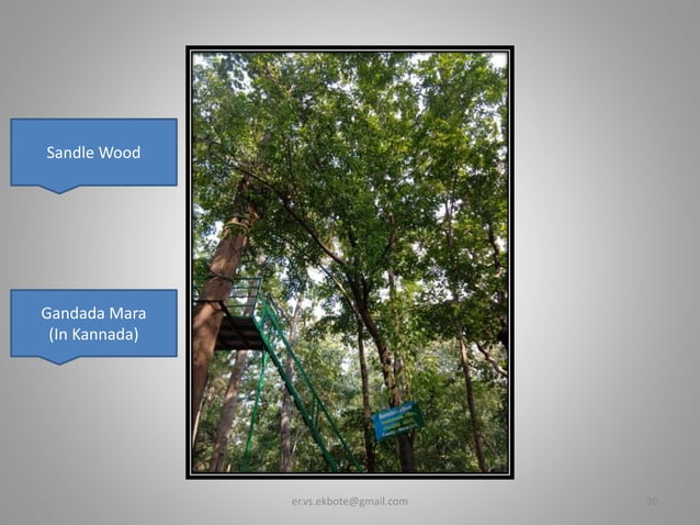 Know your Trees Name | PPTX