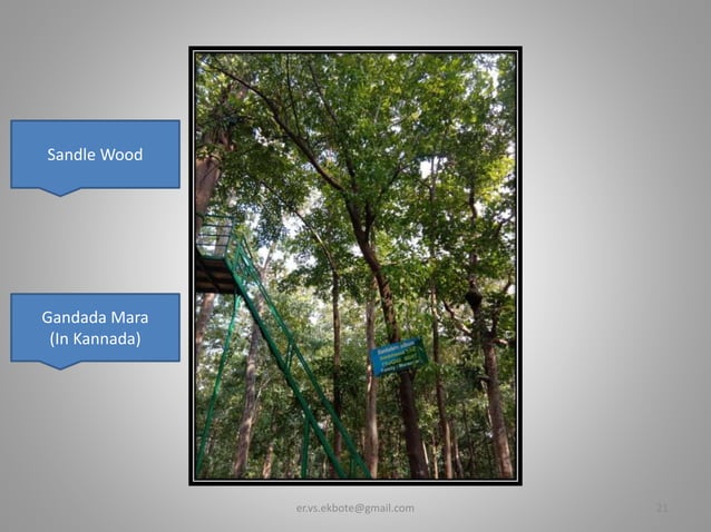 Know your Trees Name | PPTX