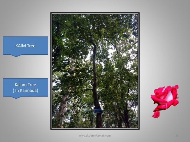 Know your Trees Name | PPTX