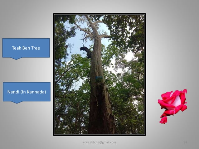 Know your Trees Name | PPTX