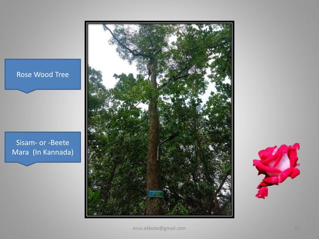 Know your Trees Name | PPTX