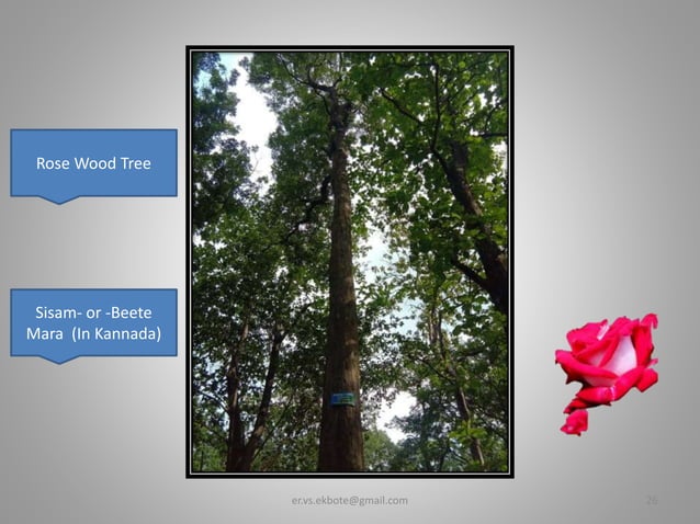 Know your Trees Name | PPTX