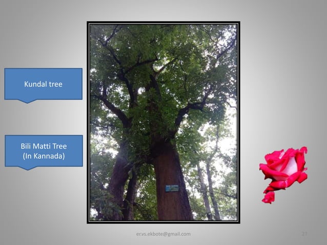 Know your Trees Name | PPTX