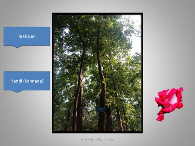 Know your Trees Name | PPTX
