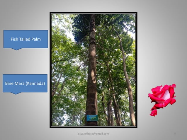 Know your Trees Name | PPTX