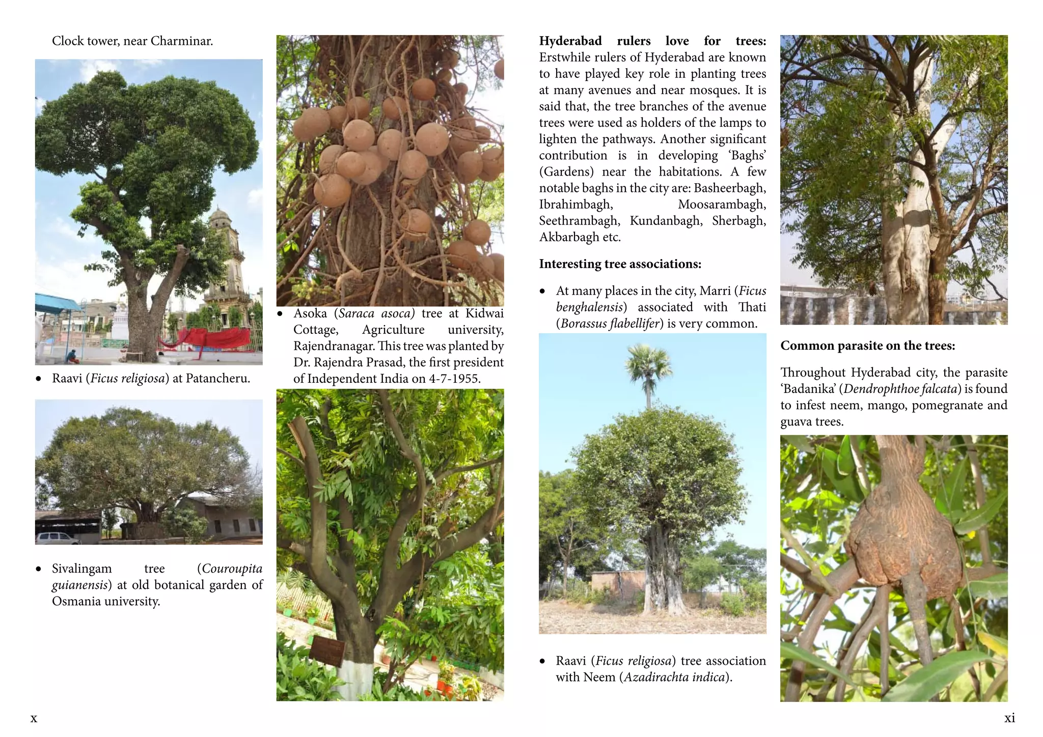 Trees of hyderabad | PDF