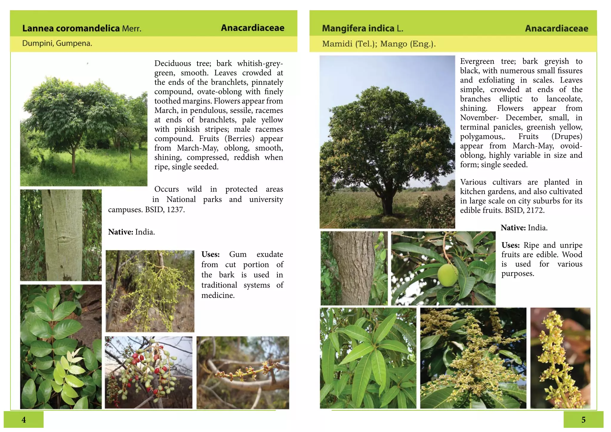 Trees of hyderabad | PDF